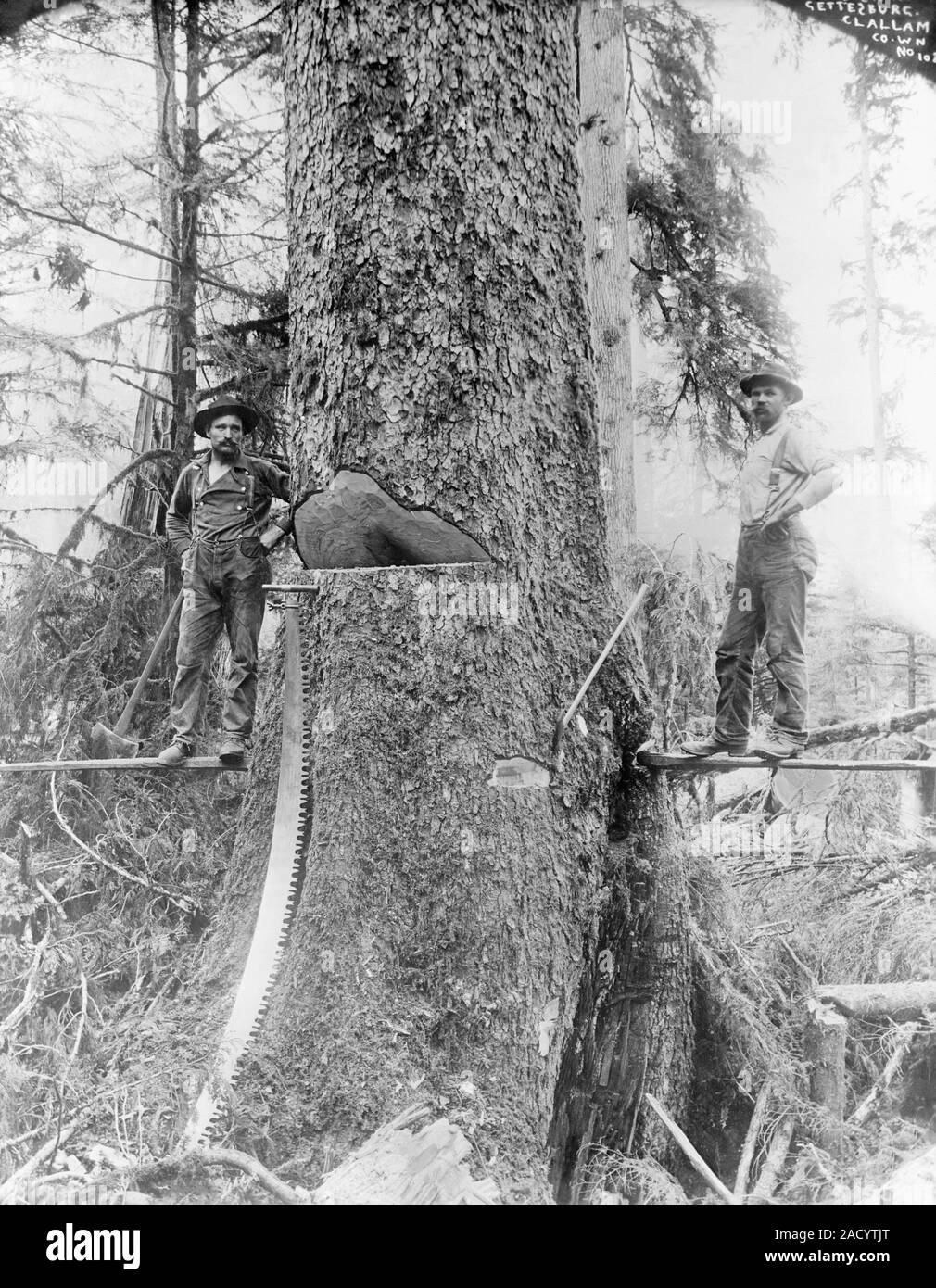 US forestry, early 20th century. Large tree being felled by two men ...