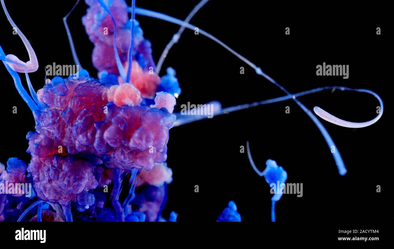 Cobalt chloride crystals growing in a solution of sodium silicate Stock ...