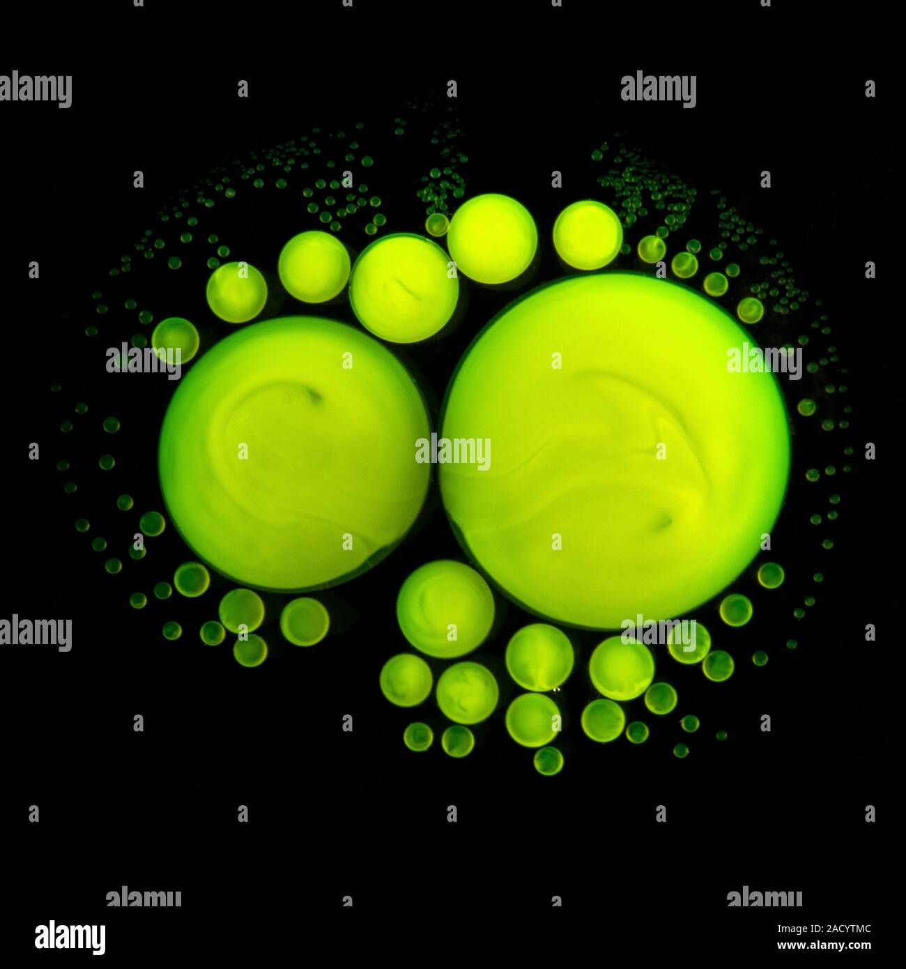 Green fluorescent droplets formed by mixing the chemicals inside a ...