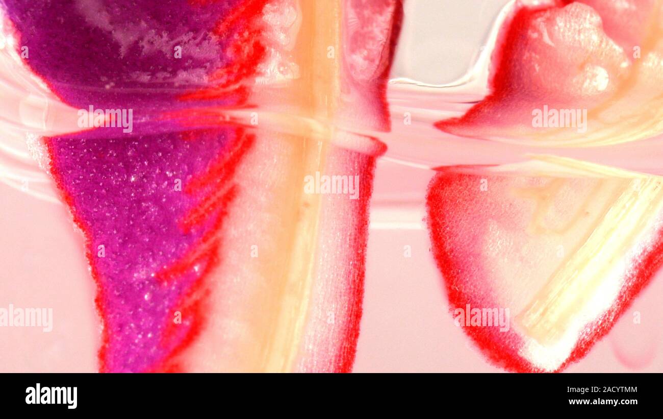 Cabbage as pH indicator. Purple cabbage being dipped into hydrochloric ...
