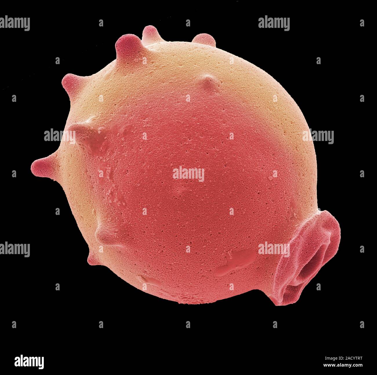 Foraminiferan, coloured scanning electron micrograph (SEM ...