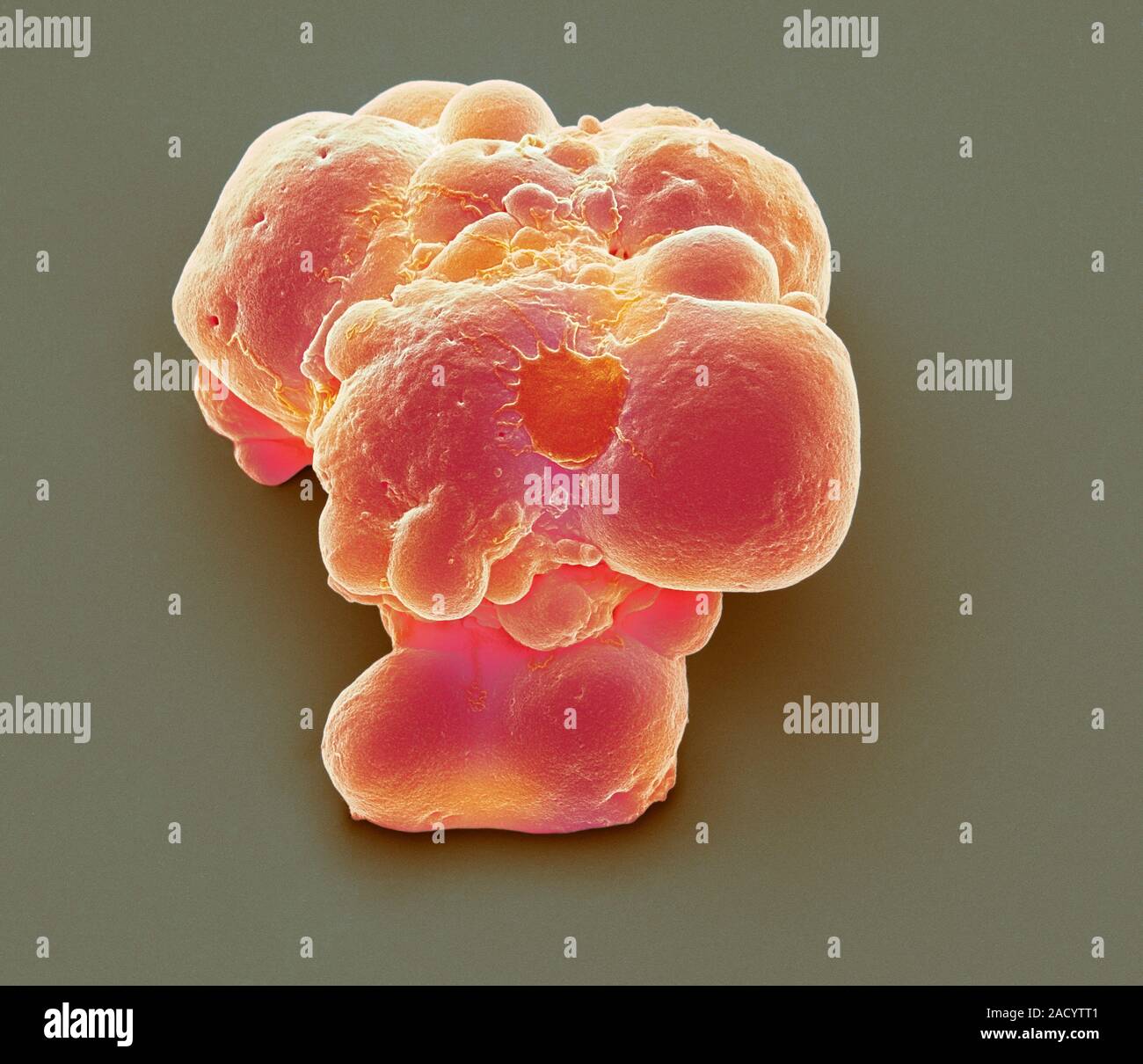Pluripotent stem cells, Coloured scanning electron micrograph (SEM) of ...