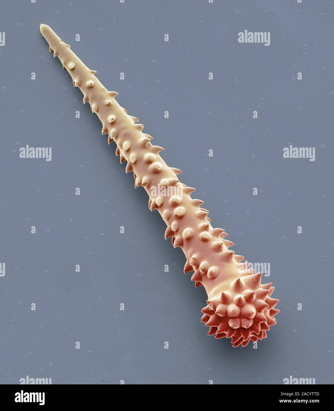 Sponge spicule. Coloured scanning electron micrograph (SEM) of the ...