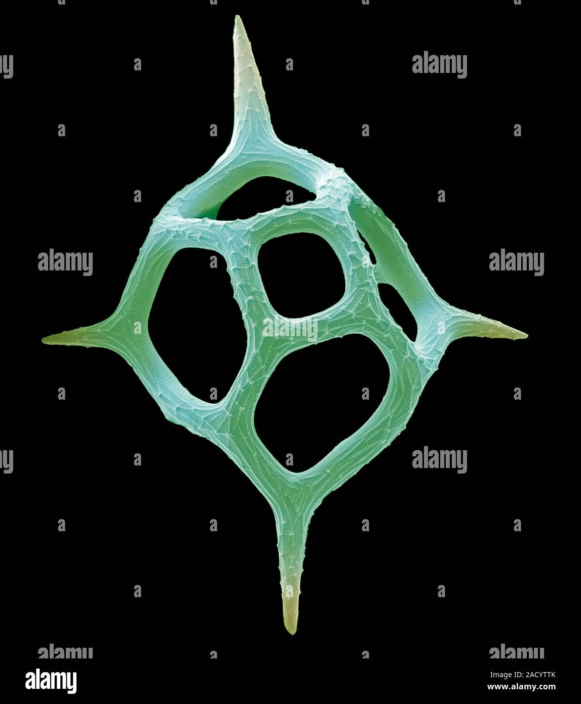 Silicoflagellate. Coloured scanning electron micrograph (SEM) of the ...