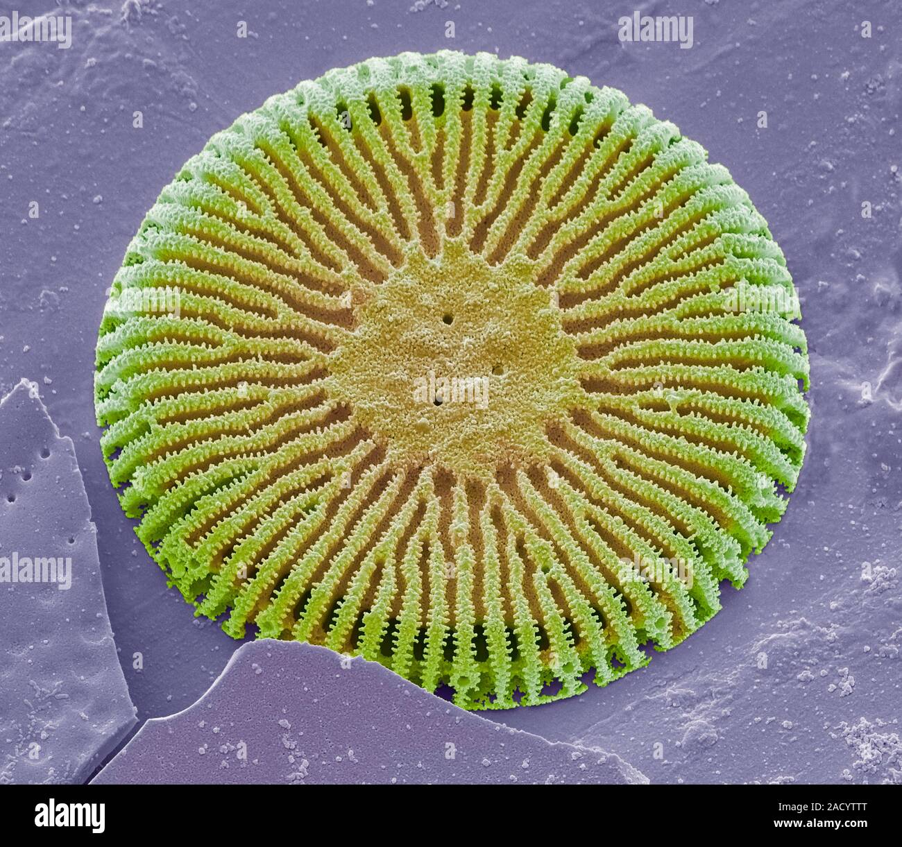 Diatom. Coloured scanning electron micrograph (SEM) of a single diatom ...