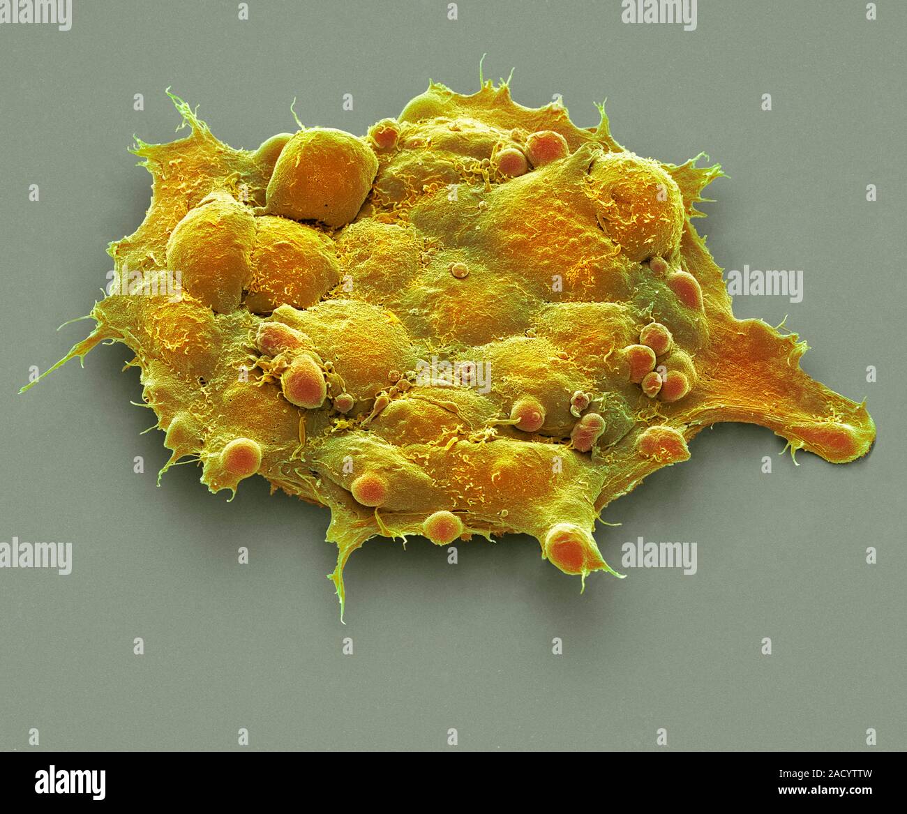 Pluripotent stem cells, Coloured scanning electron micrograph (SEM) of ...