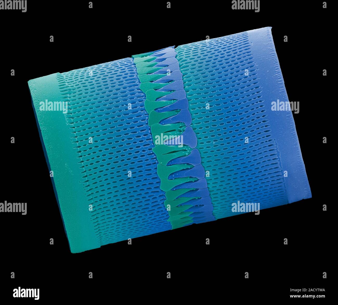 Diatom (Aitalica sp.). Coloured scanning electron micrograph (SEM) of a ...