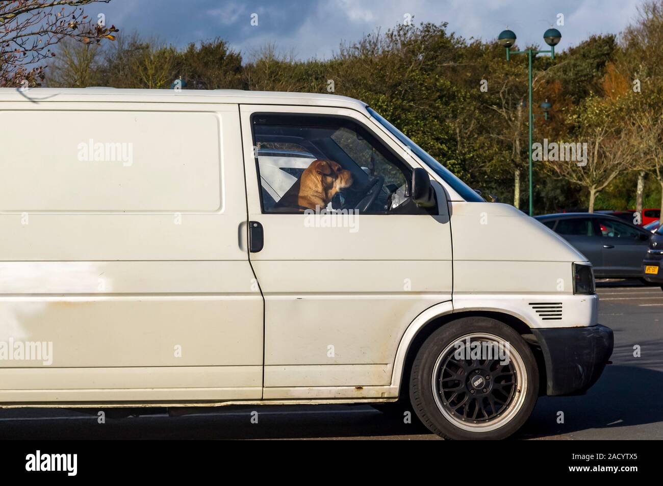 A funny image of a dog sitting up in the drivers seat of a white van ...