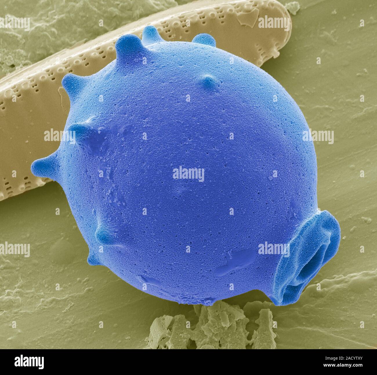 Foraminiferan, coloured scanning electron micrograph (SEM ...