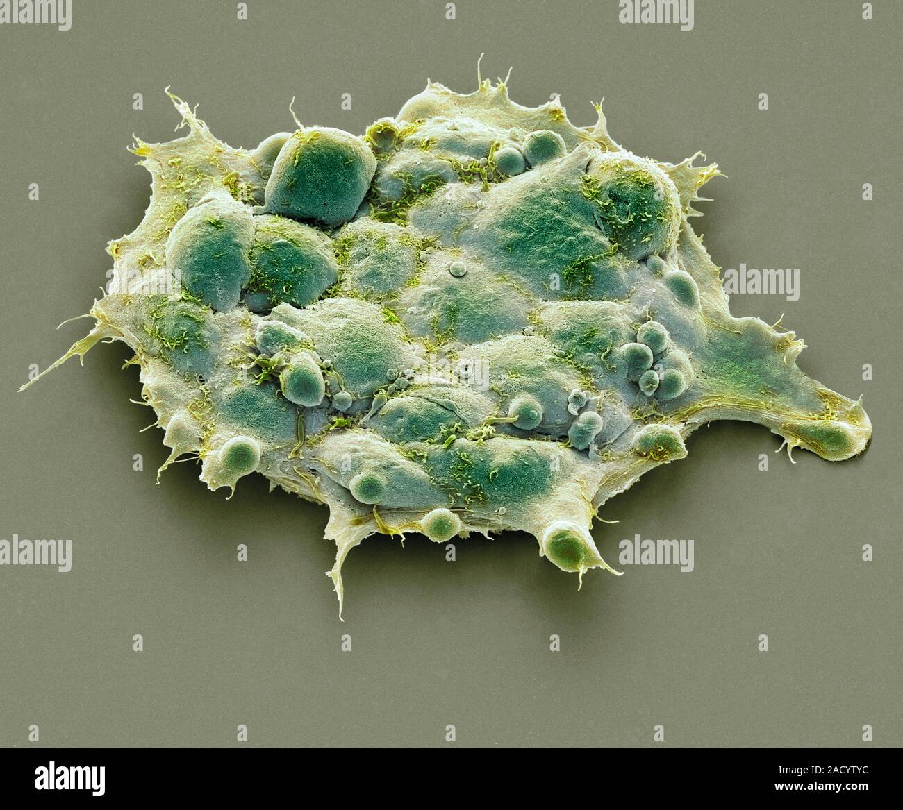 Pluripotent stem cells, Coloured scanning electron micrograph (SEM) of ...
