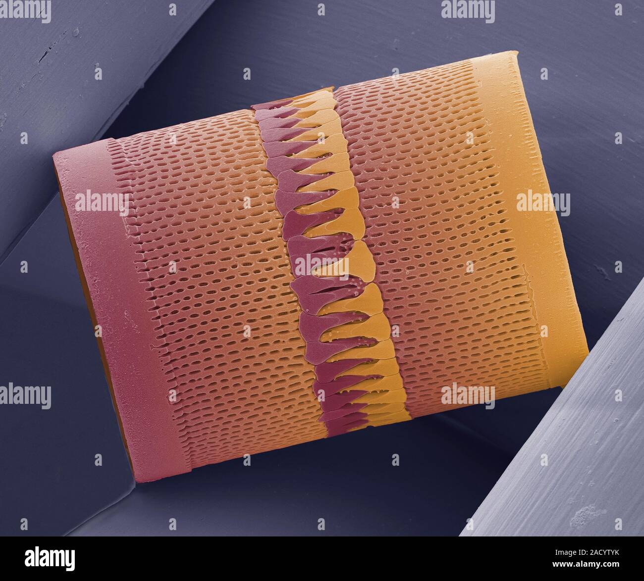 Diatom (Aitalica sp.). Coloured scanning electron micrograph (SEM) of a ...