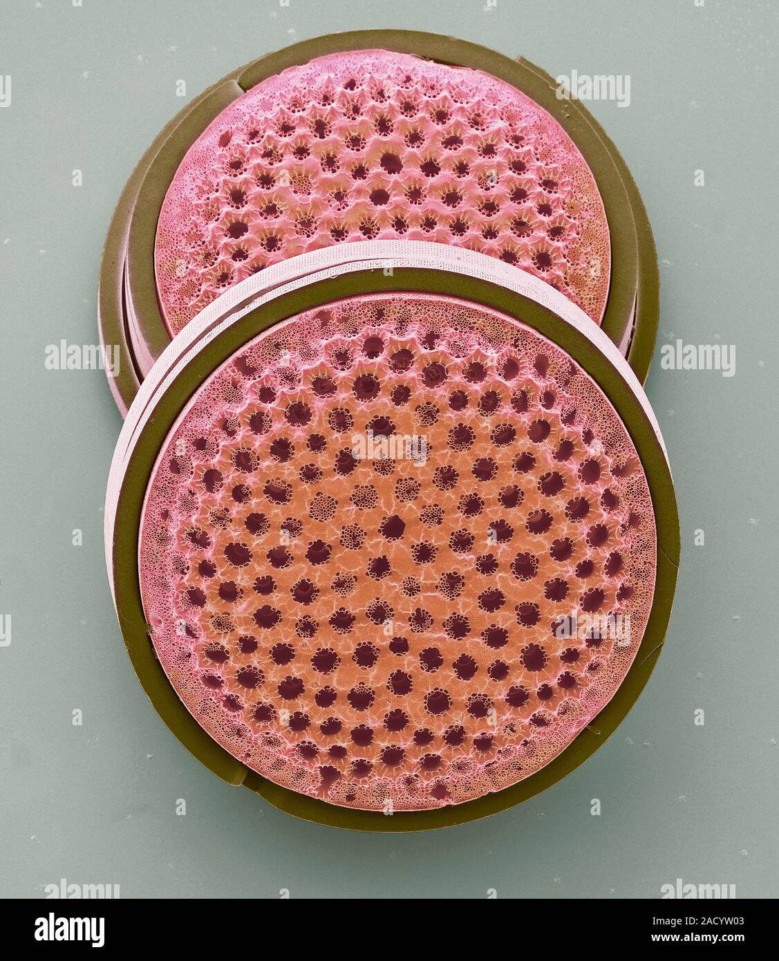 Diatom (Podosira sp.). Coloured scanning electron micrograph (SEM) of a ...