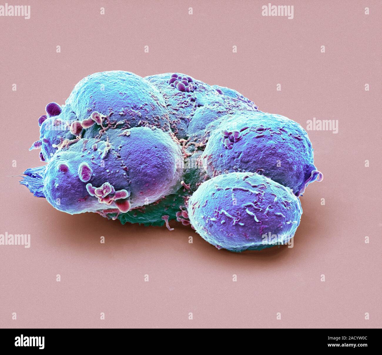 Pluripotent stem cells, Coloured scanning electron micrograph (SEM) of ...