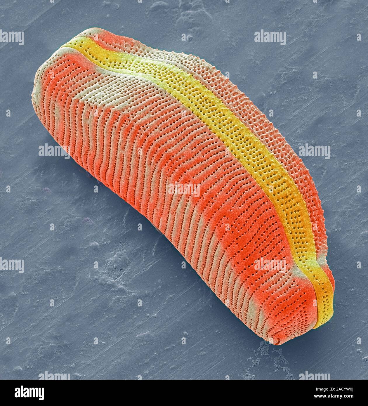 Diatom (Eunotia sp.). Coloured scanning electron micrograph (SEM) of a ...