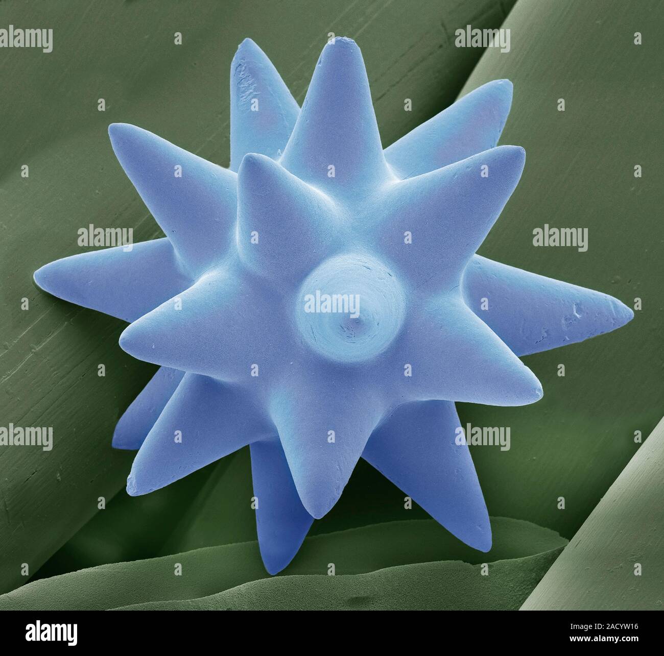 Sponge spicule. Coloured scanning electron micrograph (SEM) of the ...