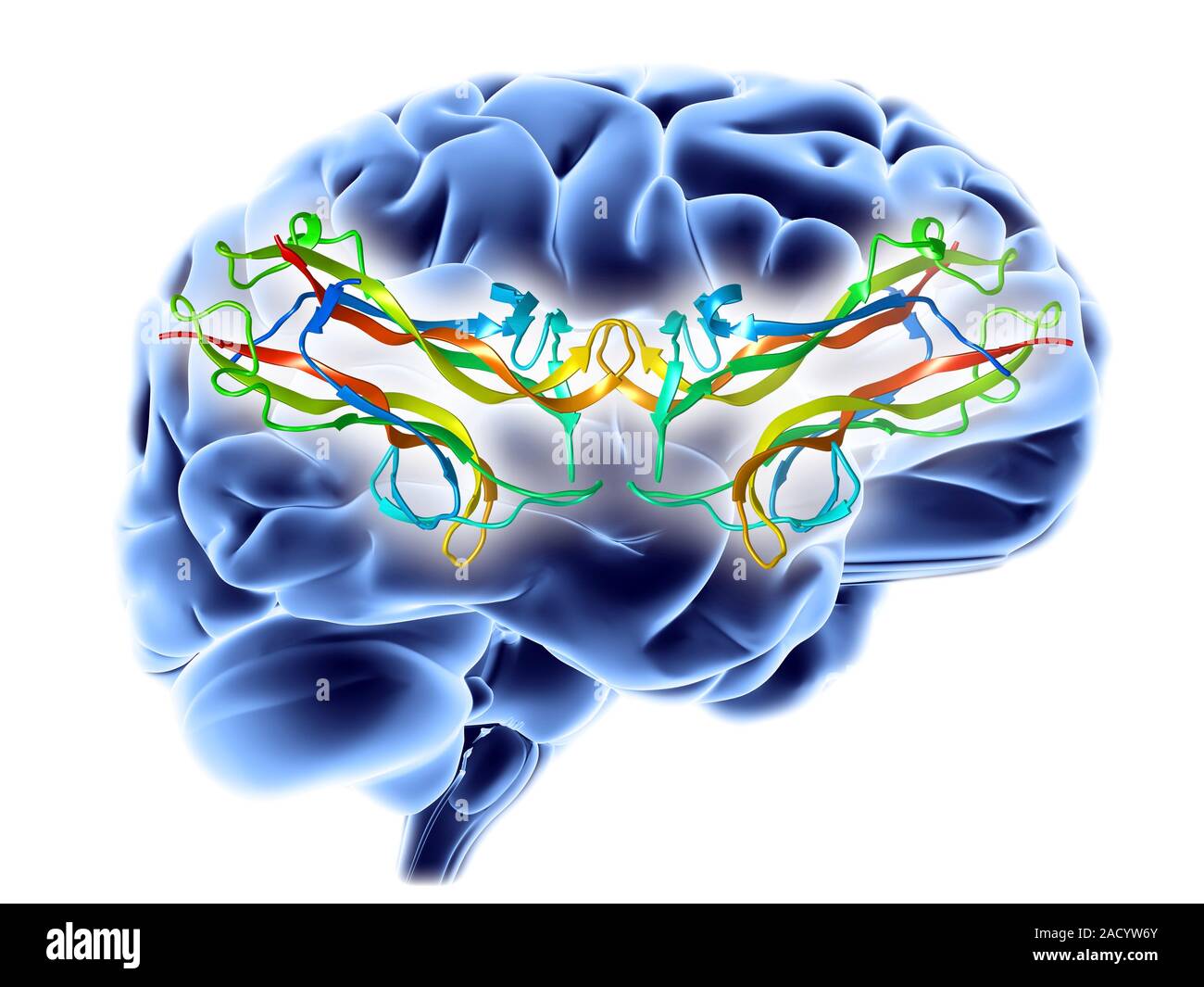 Computer artwork of a brain superimposed a molecular model of the brain ...