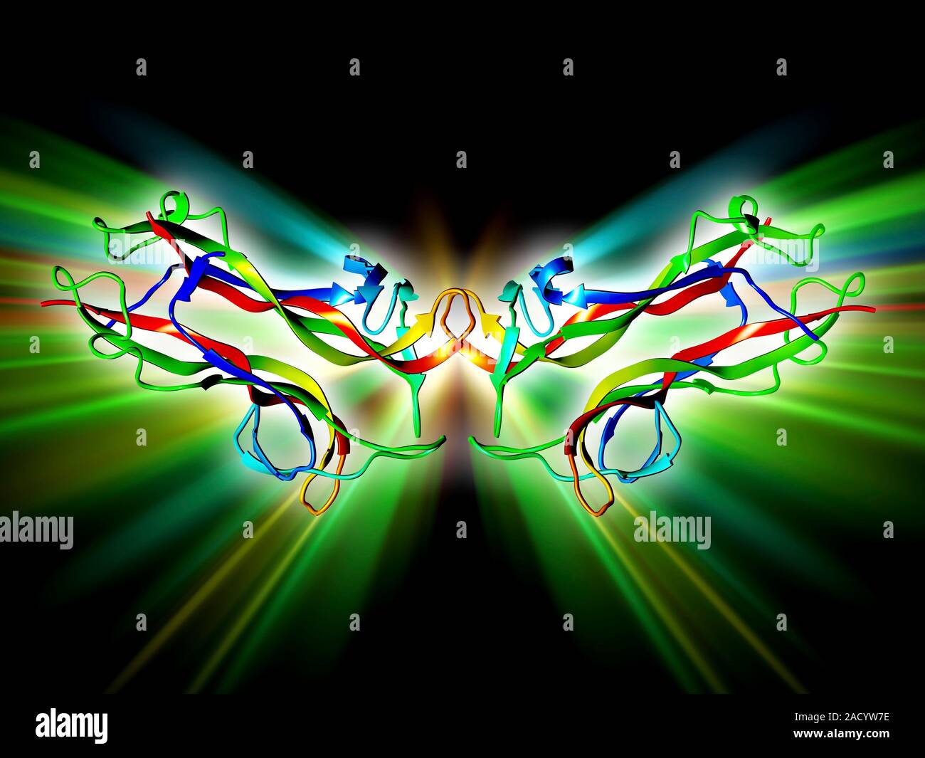 Molecular model of the brain-derived neurotrophic factor, also known as ...
