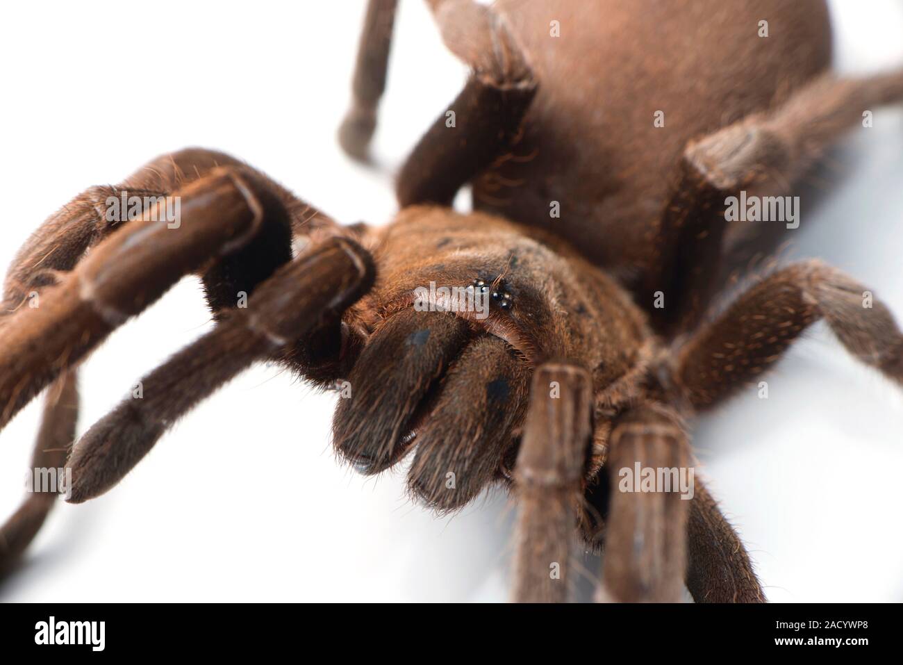 Eastern tarantula (Phlogius crassipes), spider venom research. This ...