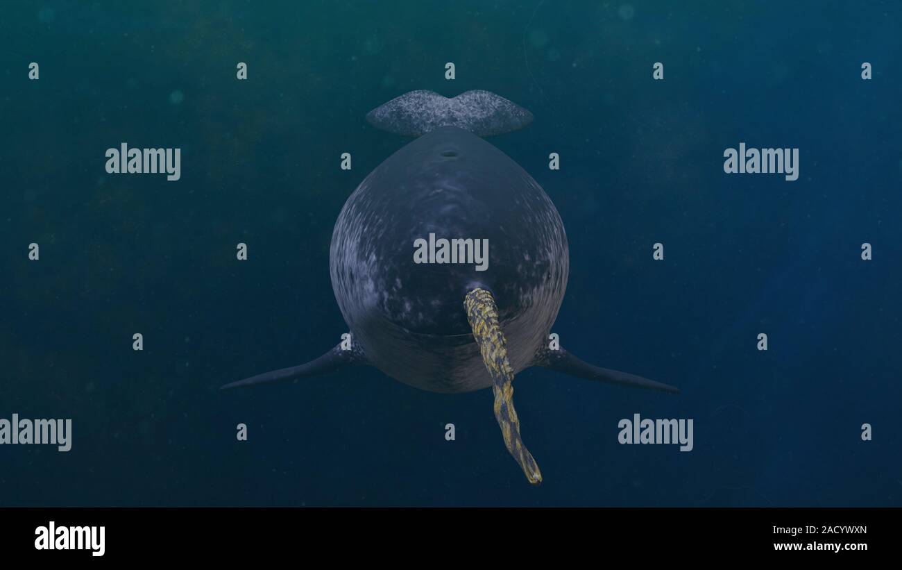Narwhal, male Monodon monoceros swimming in the ocean, front view Stock ...