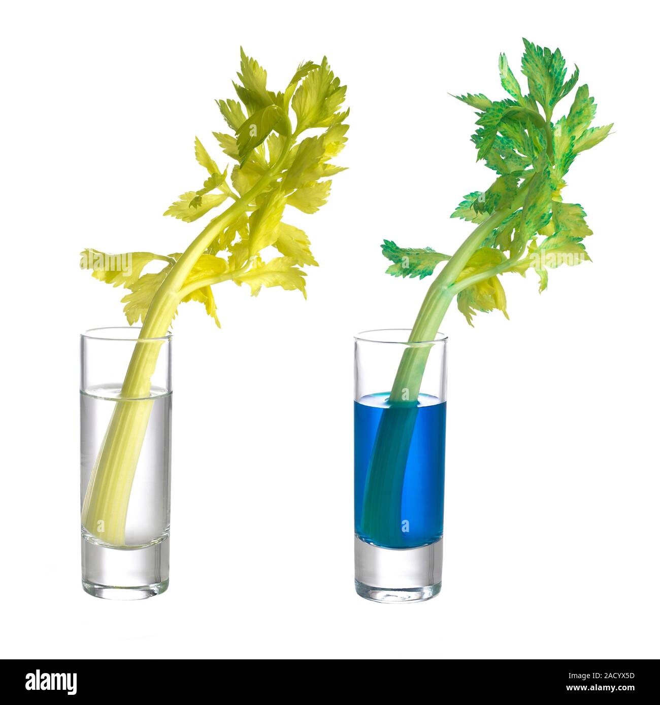 Stalks of celery (Apium graveolens var. dulce) in plain water and dyed ...
