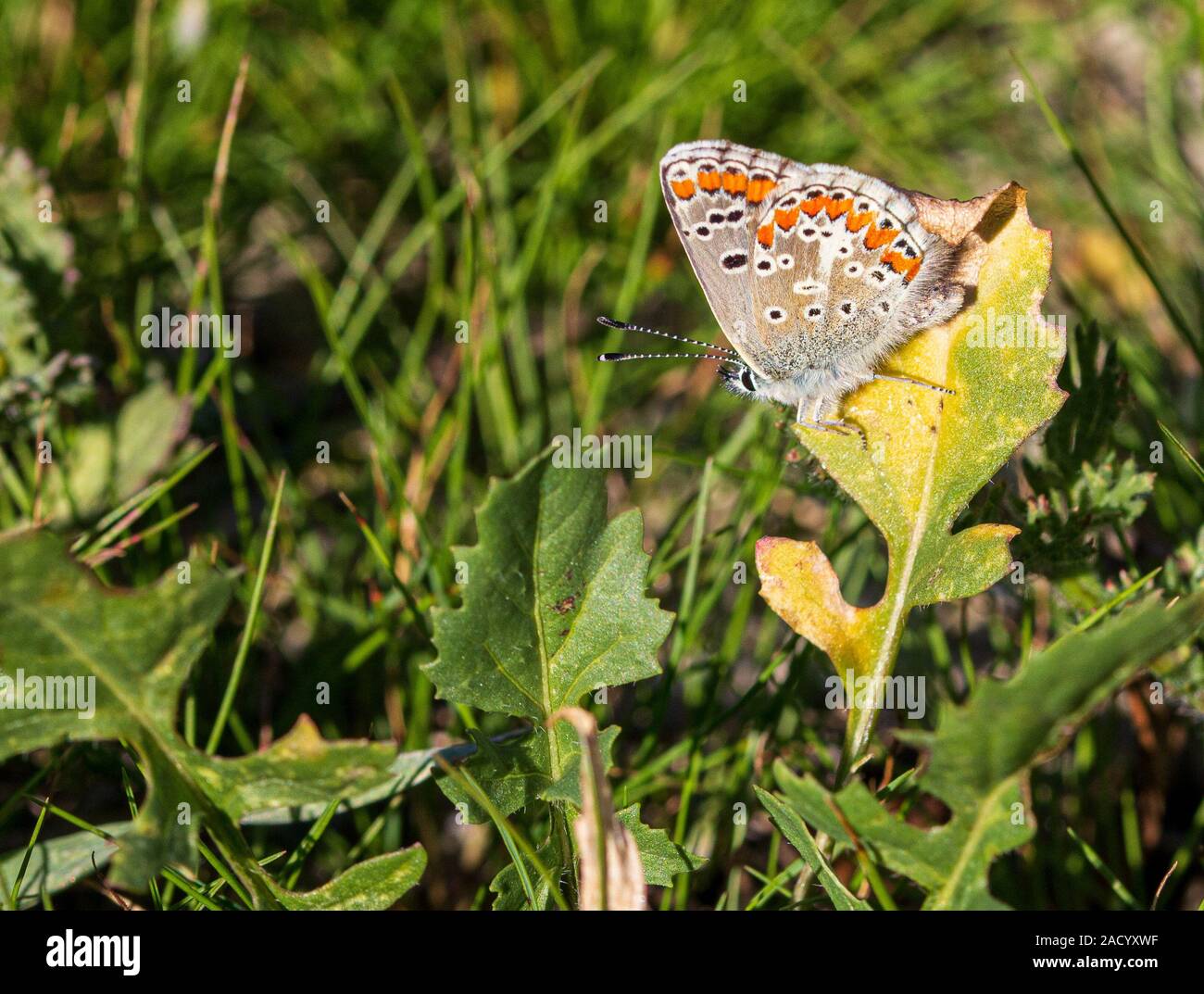 Aricia Cramera, Southern Brown Argus Butterfly Stock Photo - Alamy