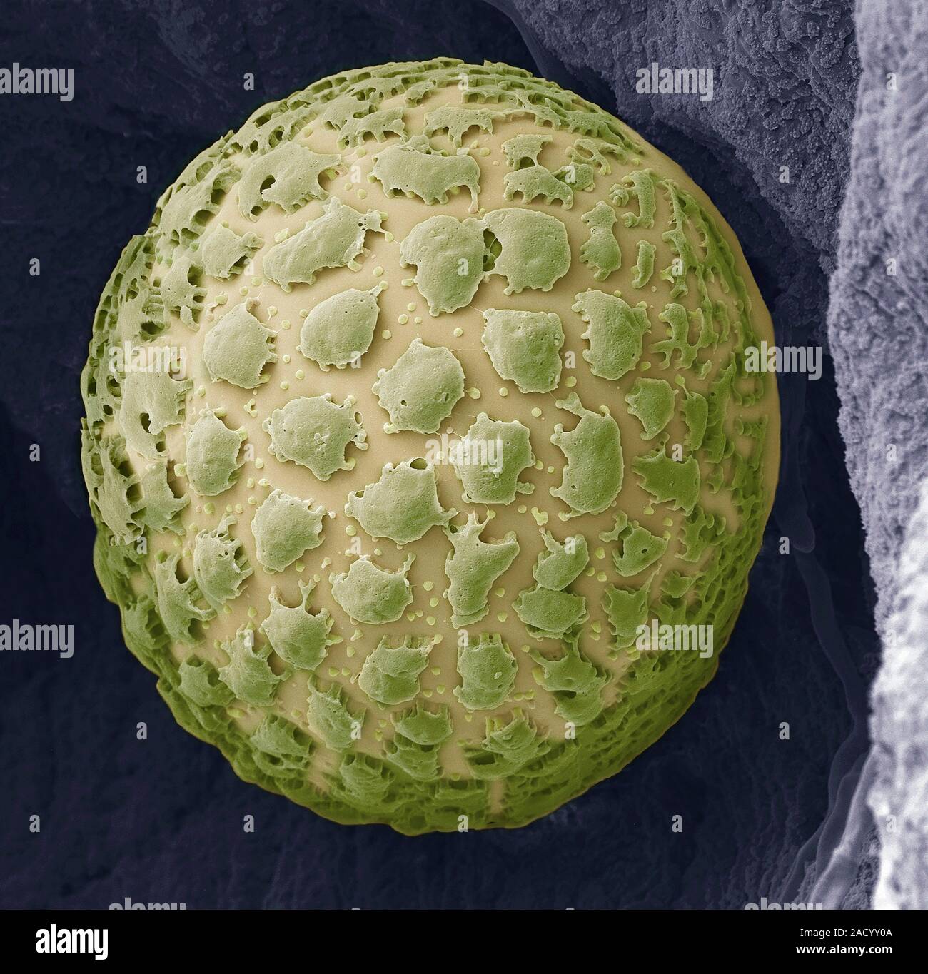 Mite egg, coloured scanning electron micrograph (SEM). Some mite ...