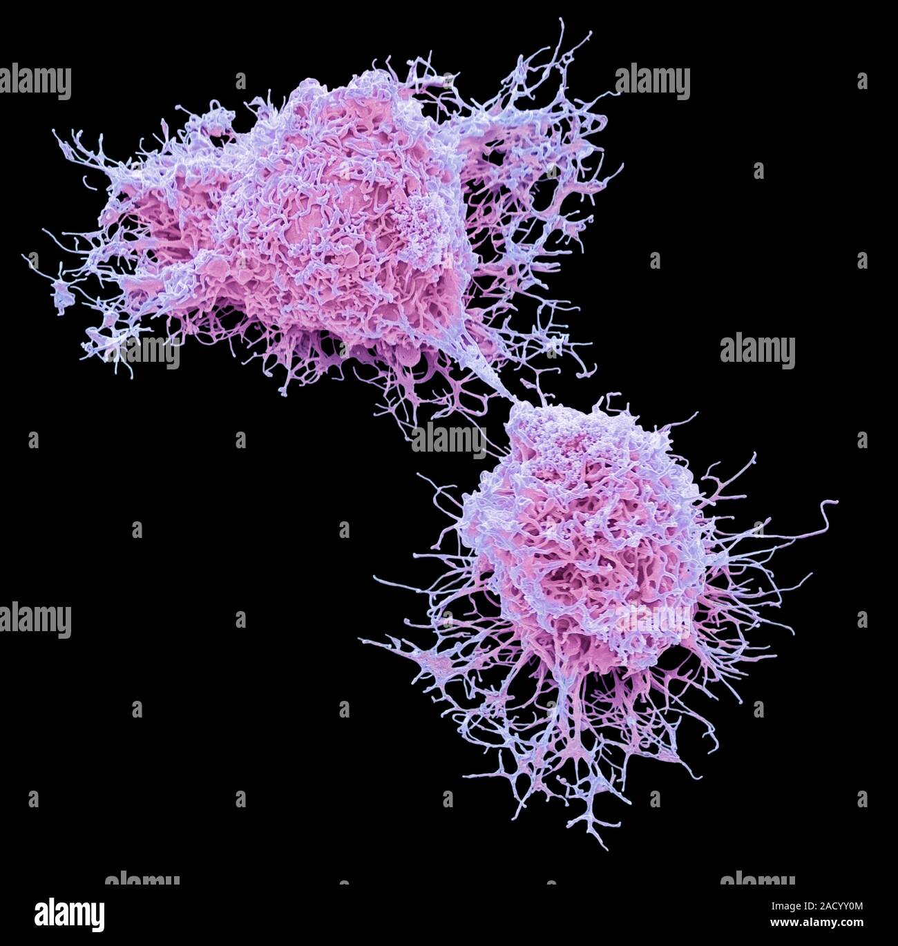 Mesenchymal stem cells. Coloured scanning electron micrograph (SEM) of ...