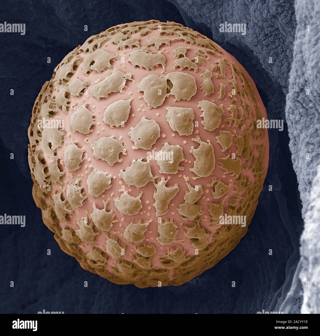 Mite egg, coloured scanning electron micrograph (SEM). Some mite ...