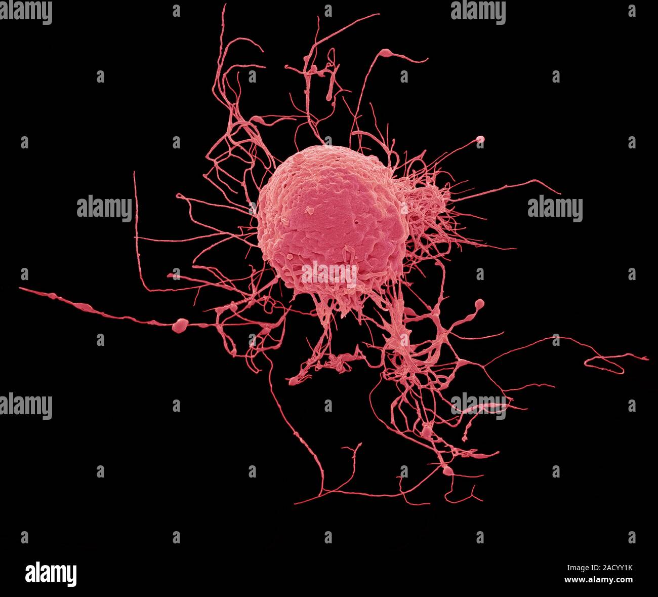 Mesenchymal stem cell. Coloured scanning electron micrograph (SEM) of a ...