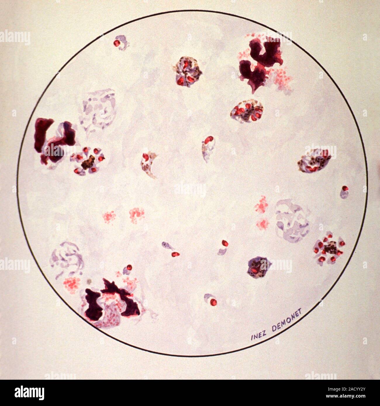 Malaria parasite. Illustration of the malarial parasite Plasmodium ...