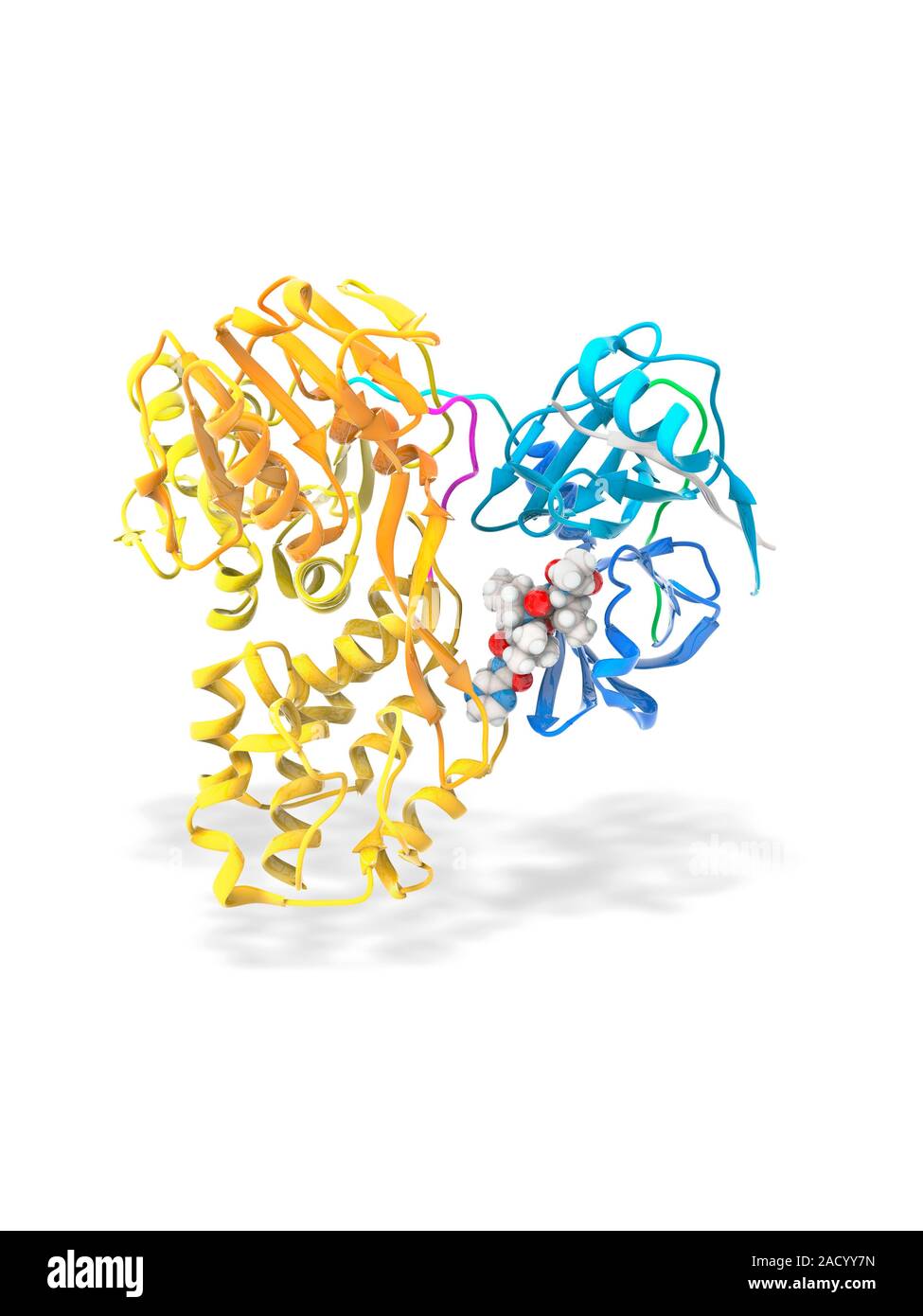 Hepatitis C proteins and drug complex. Computer model showing a ...