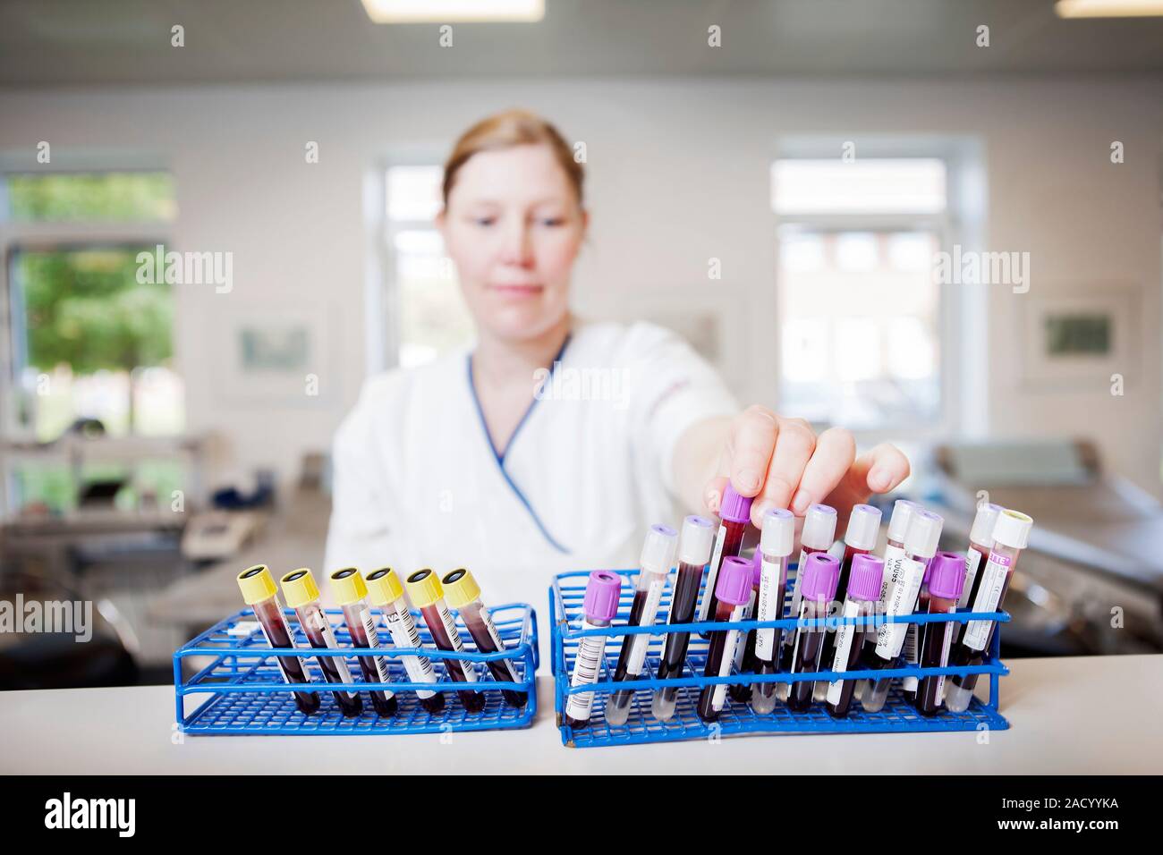 Blood donation clinic. Nurse handling test tubes containing samples of ...