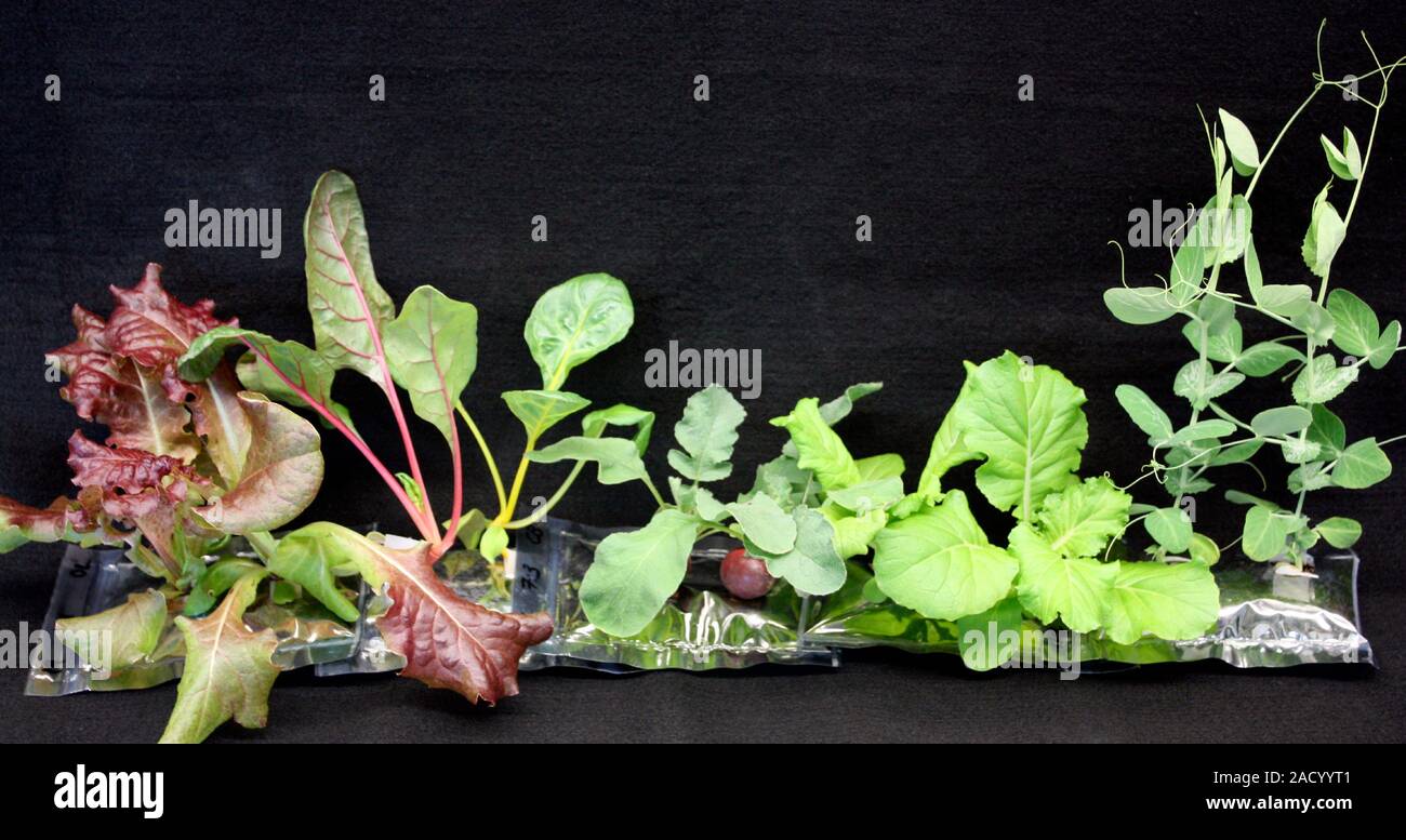 Astronaut Vegetable Production System. Selection of plants grown using ...