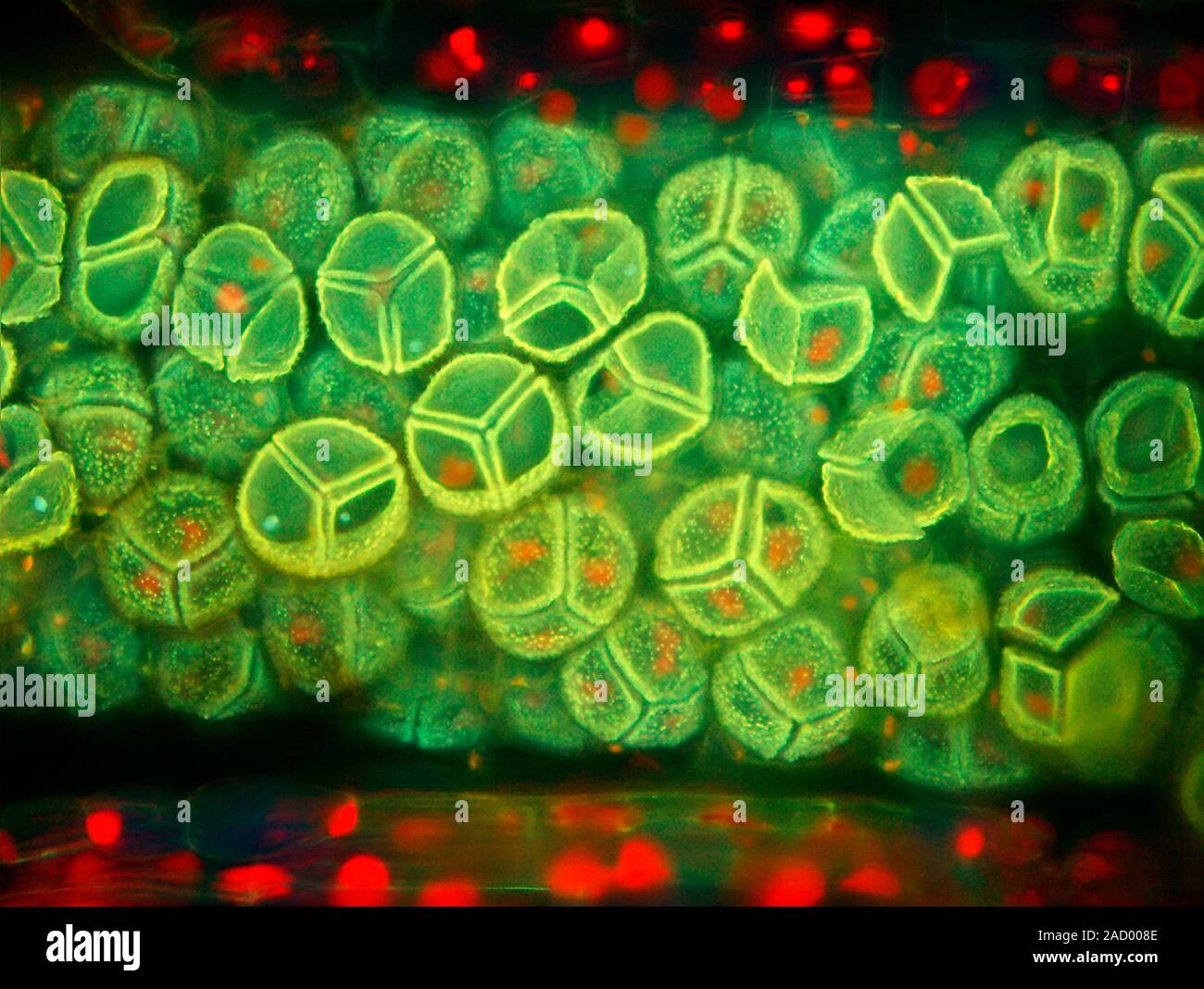 Hornwort sporocytes. Fluorescence light micrograph of a longitudinal ...