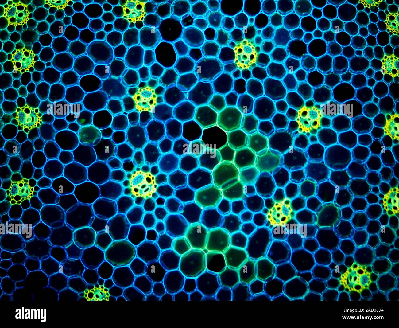 Maize vascular tissue. Fluorescence light micrograph of a transverse ...