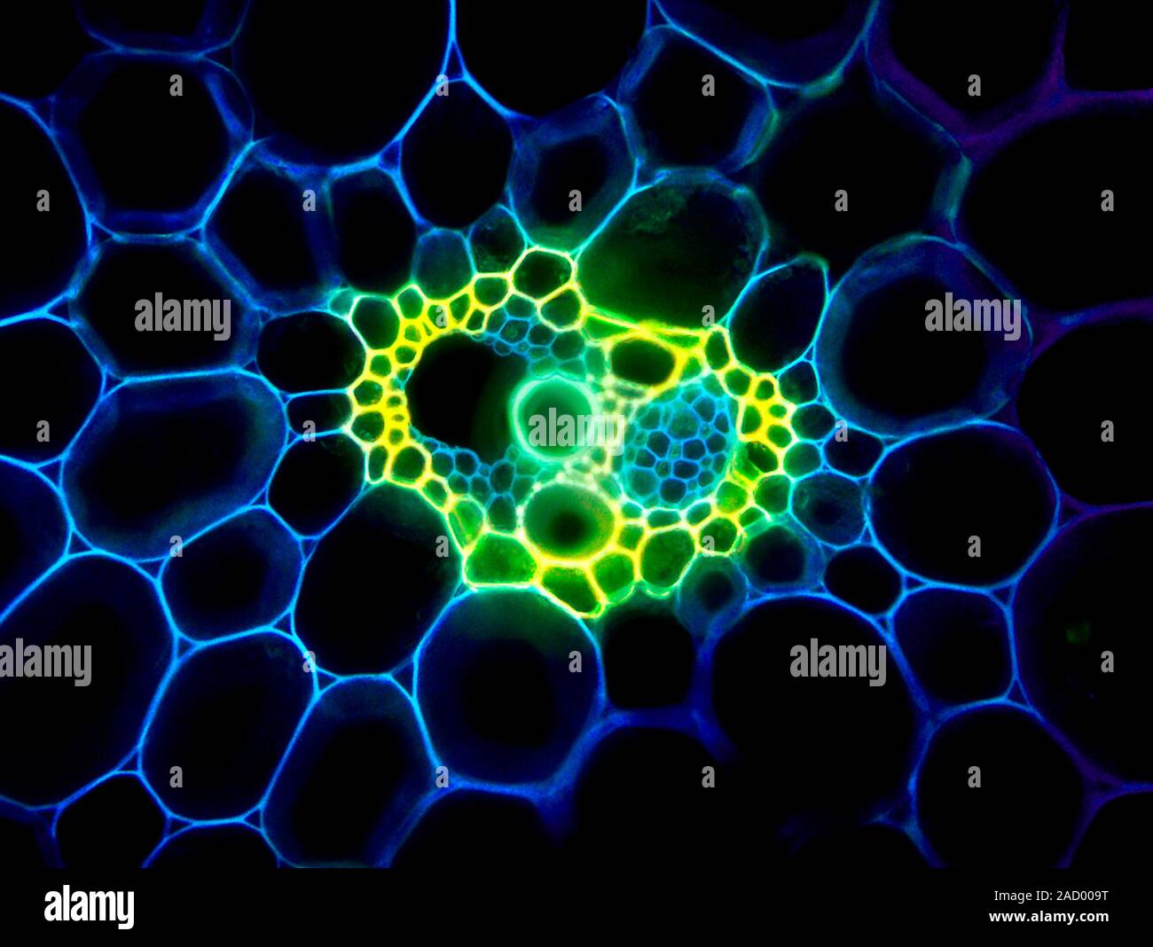 Maize vascular tissue. Fluorescence light micrograph of a transverse ...