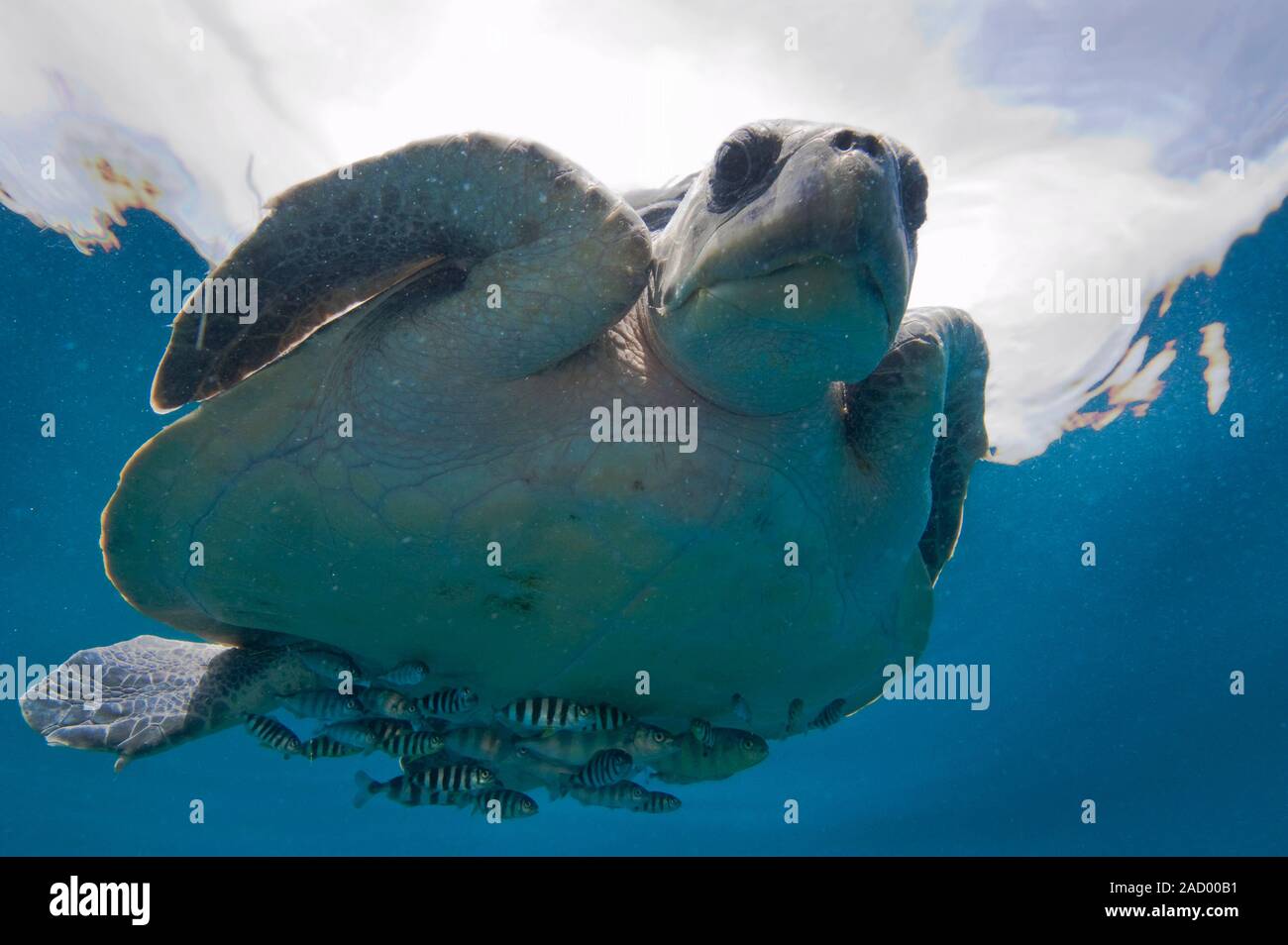 Marine turtle and fish swimming in the open ocean. There are seven ...