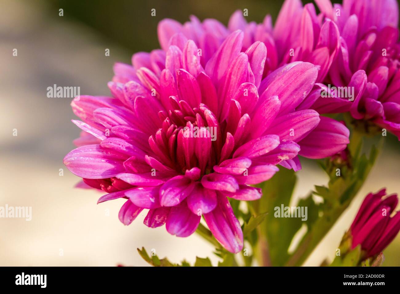 Color frenzy hi-res stock photography and images - Alamy