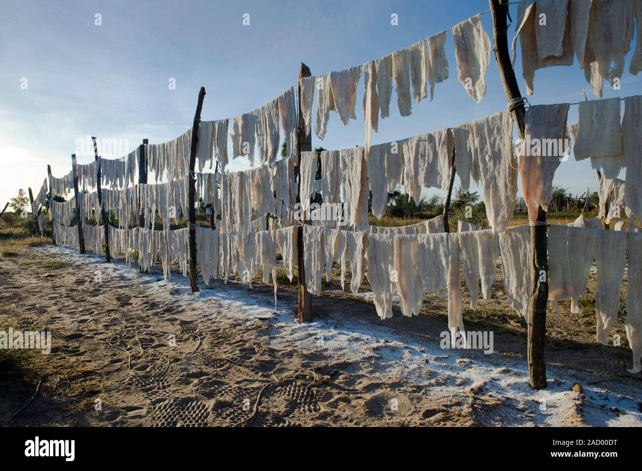 Salted blue shark meat. Strips of meat from blue sharks (Prionace ...