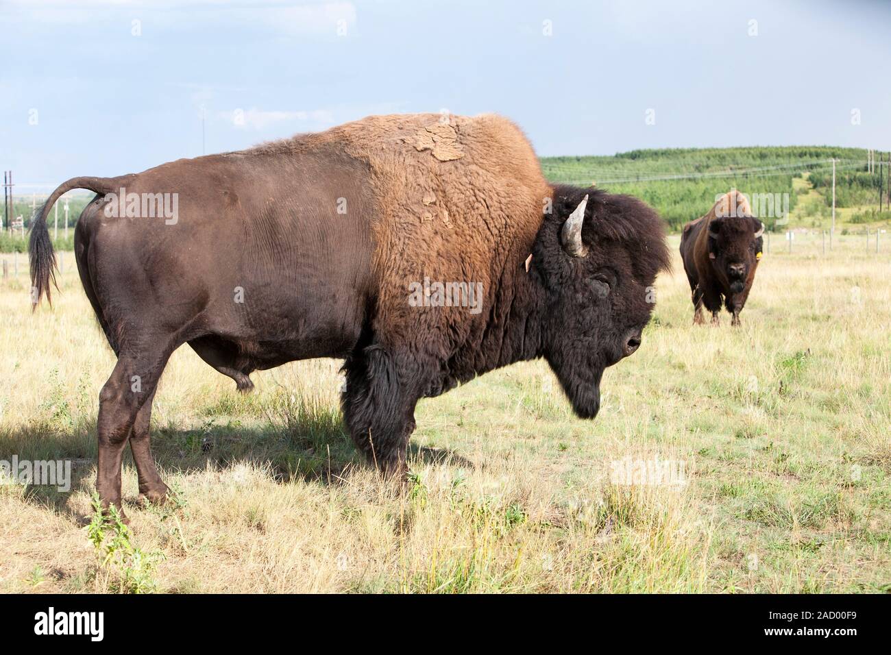 A Bison grazing on land reclaimed from a former tar sands mine at ...