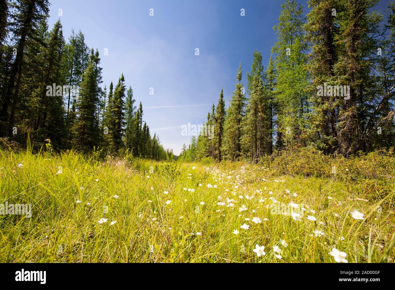 Boreal forest in Northern Alberta, Canada near Fort McMurray Stock Photo - Alamy