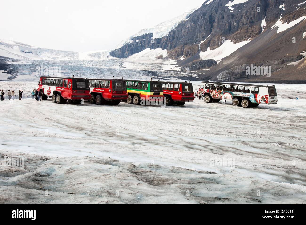 Tourist ice buggies on the Athabasca glacier which is receding ...