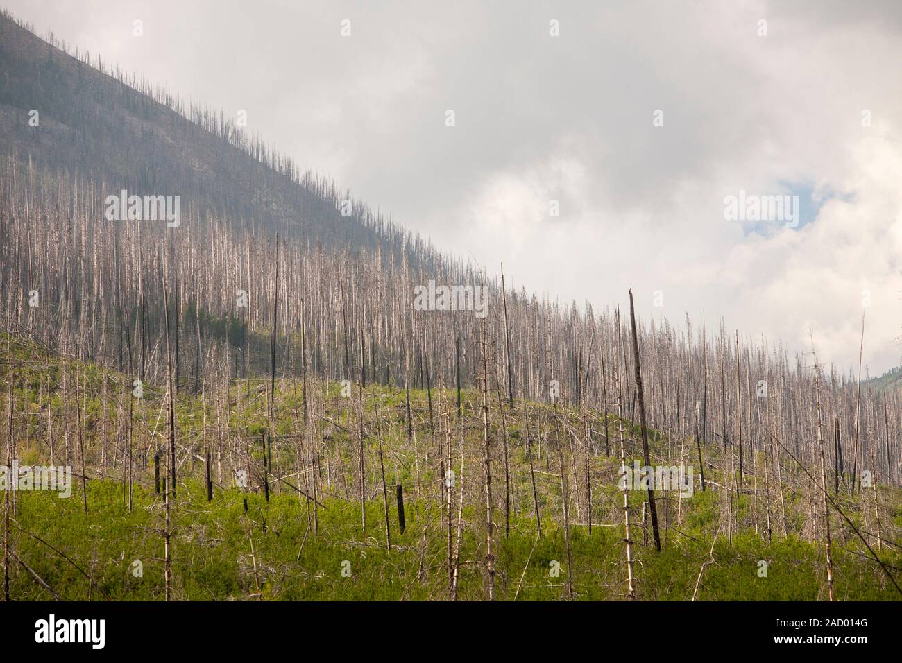Boreal Forest burnt by the mount shanks wild fire in Kootenay National ...
