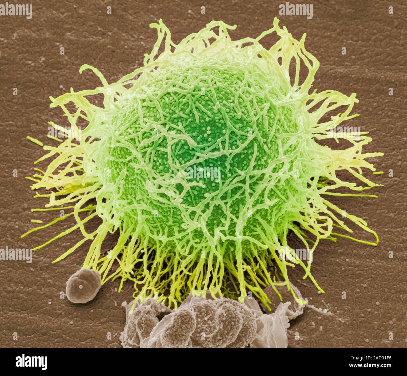 Freshwater alga. Coloured scanning electron micrograph (SEM). The term ...