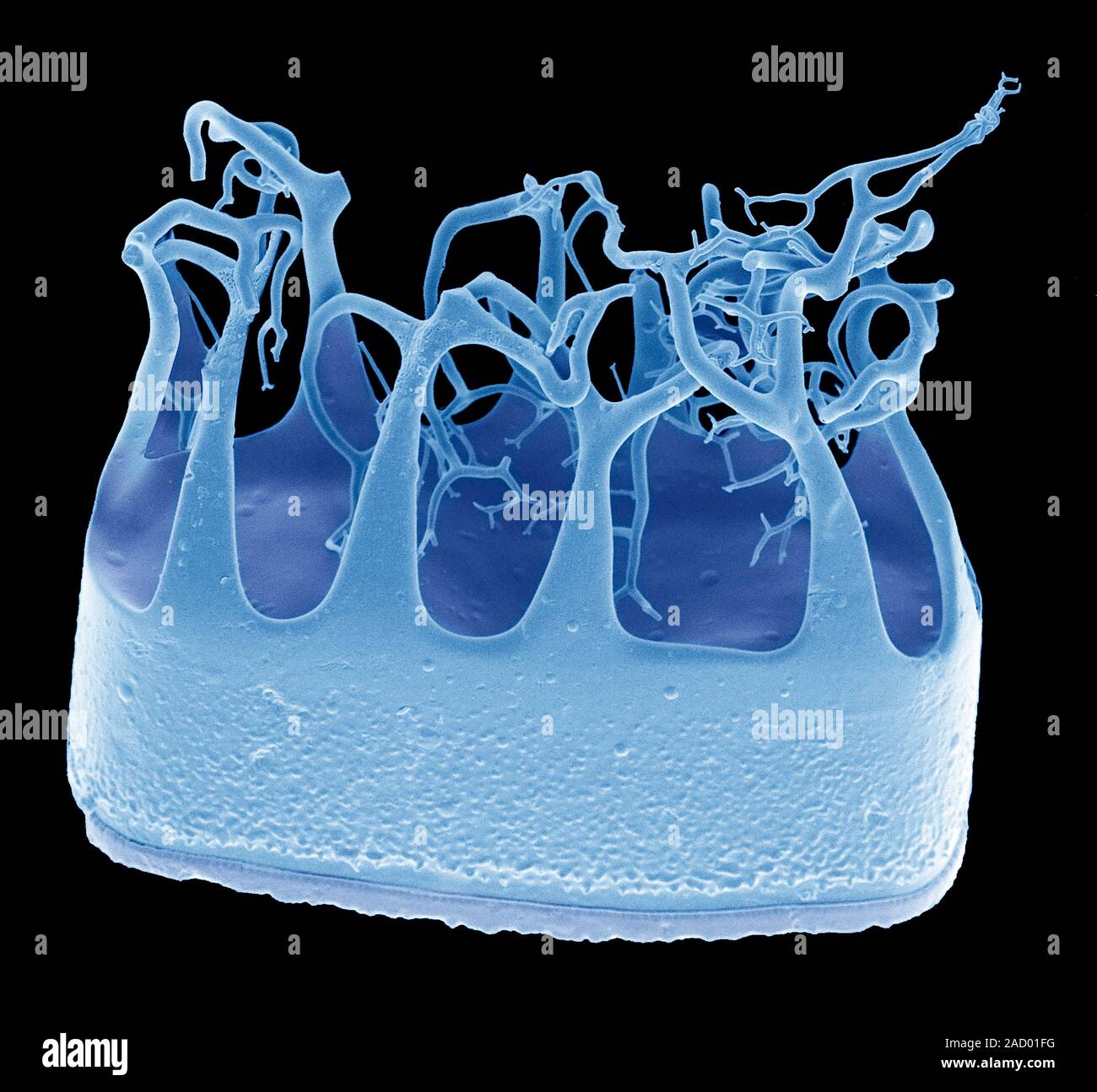 Diatom. Coloured scanning electron micrograph (SEM) of a single diatom ...