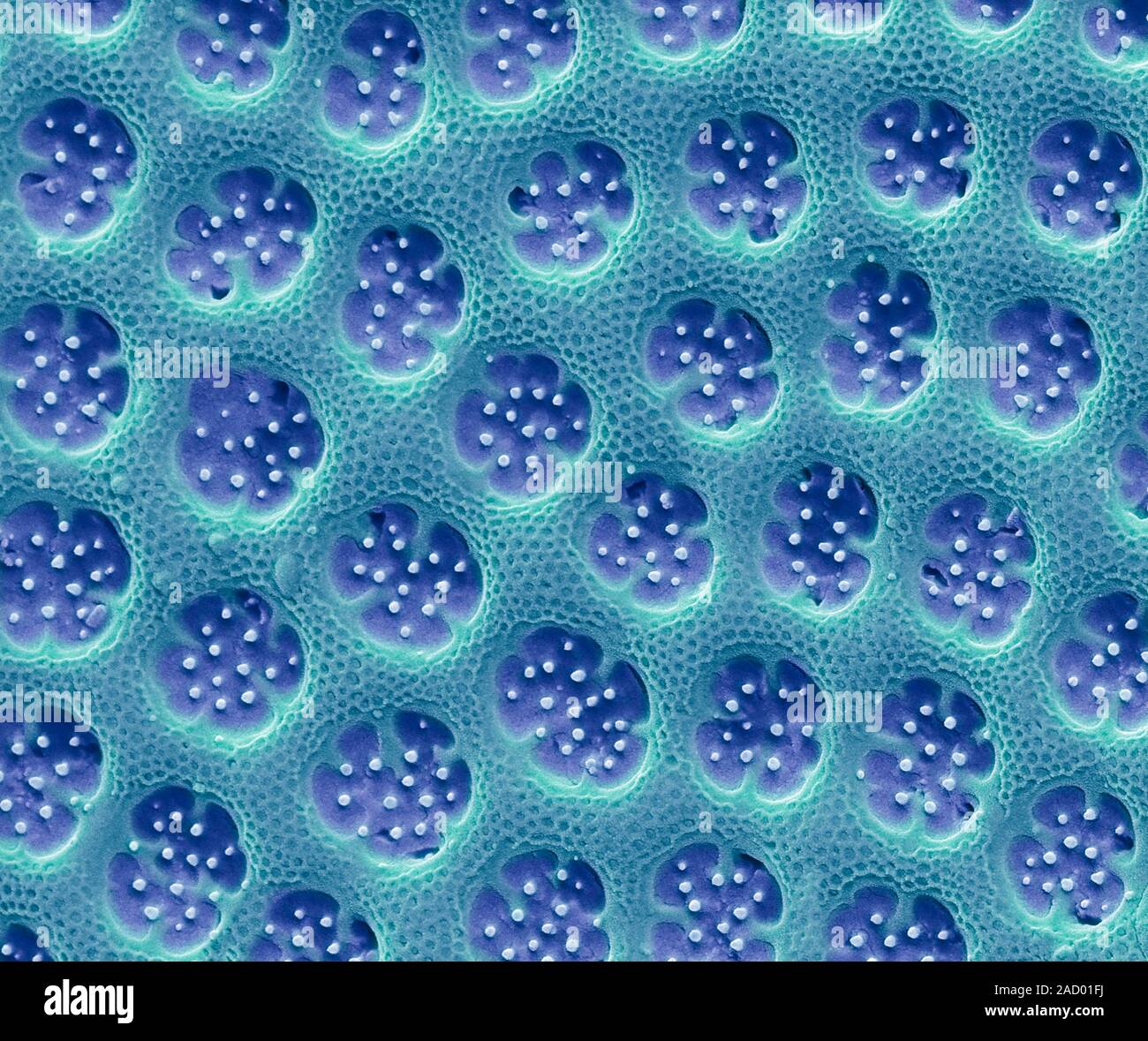Diatom. Coloured scanning electron micrograph (SEM) of detail of the ...