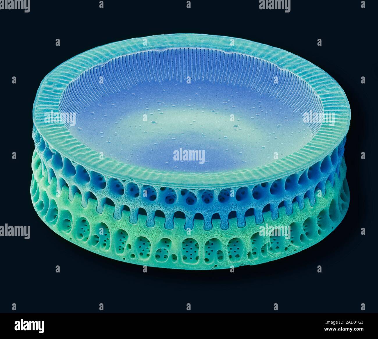 Diatom. Coloured scanning electron micrograph (SEM) of a single diatom ...