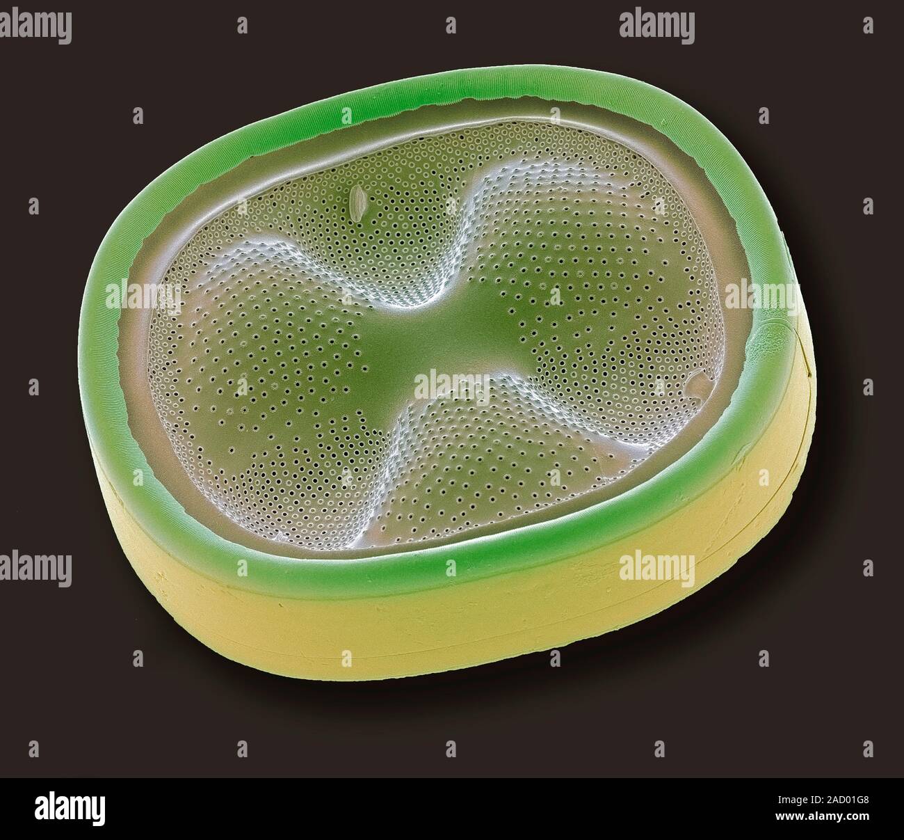 Diatom. Coloured scanning electron micrograph (SEM) of a single diatom ...