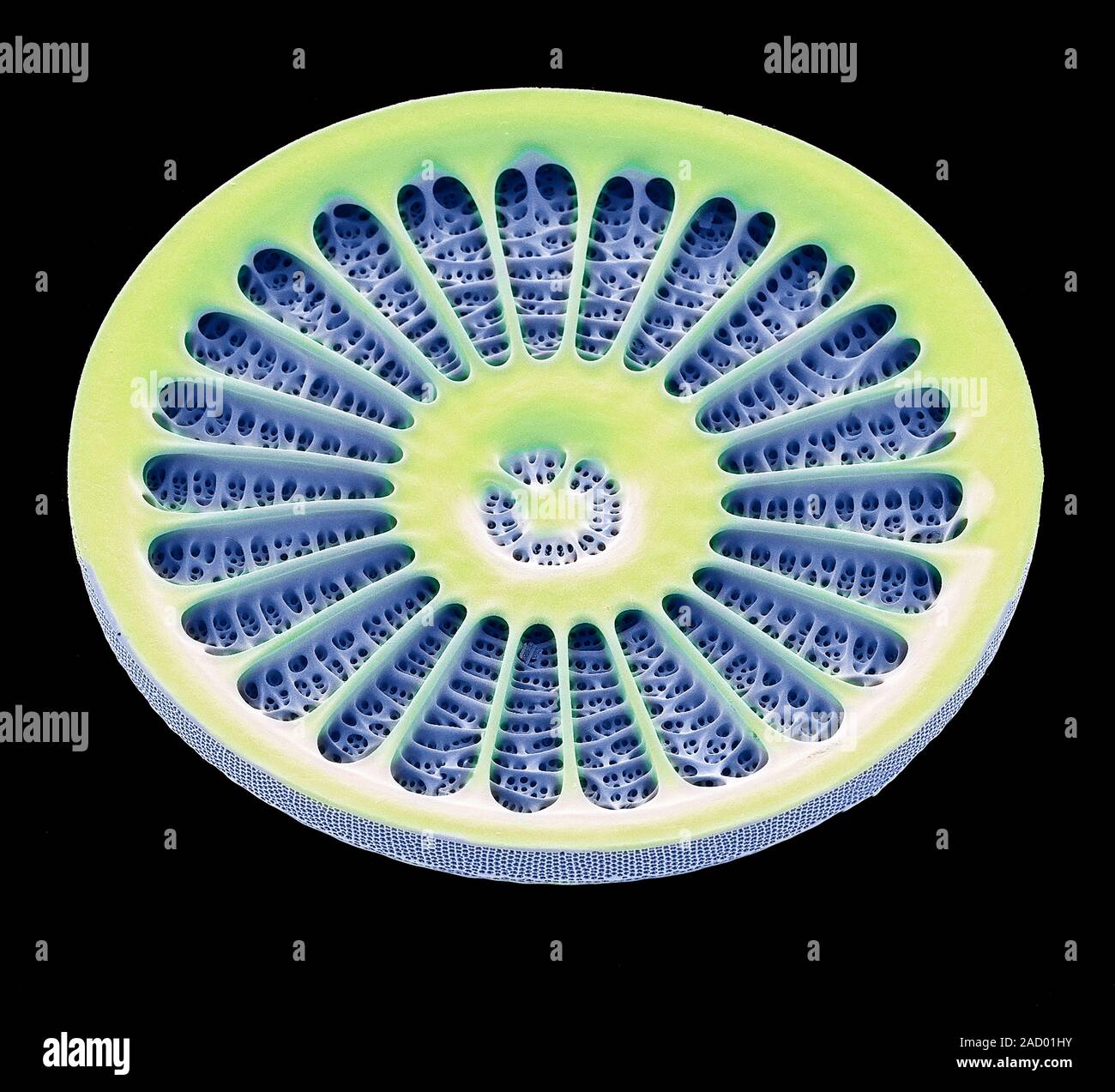 Diatom. Coloured scanning electron micrograph (SEM) of a single diatom ...