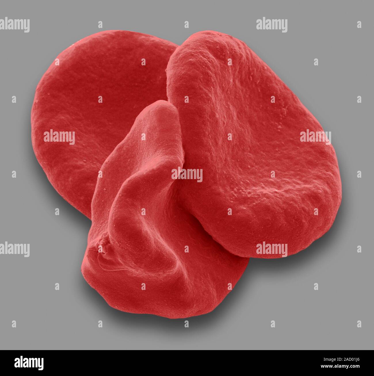 Red blood cells. Coloured scanning electron micrograph (SEM) of red ...